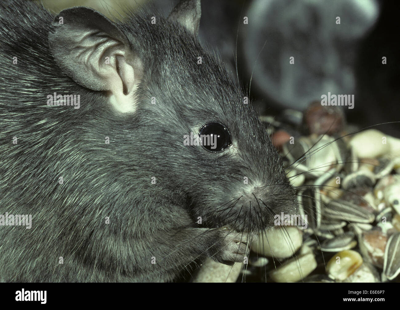 Schwarze ratten -Fotos und -Bildmaterial in hoher Auflösung – Alamy