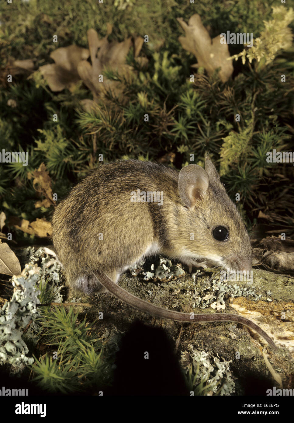 Common field mouse -Fotos und -Bildmaterial in hoher Auflösung – Alamy