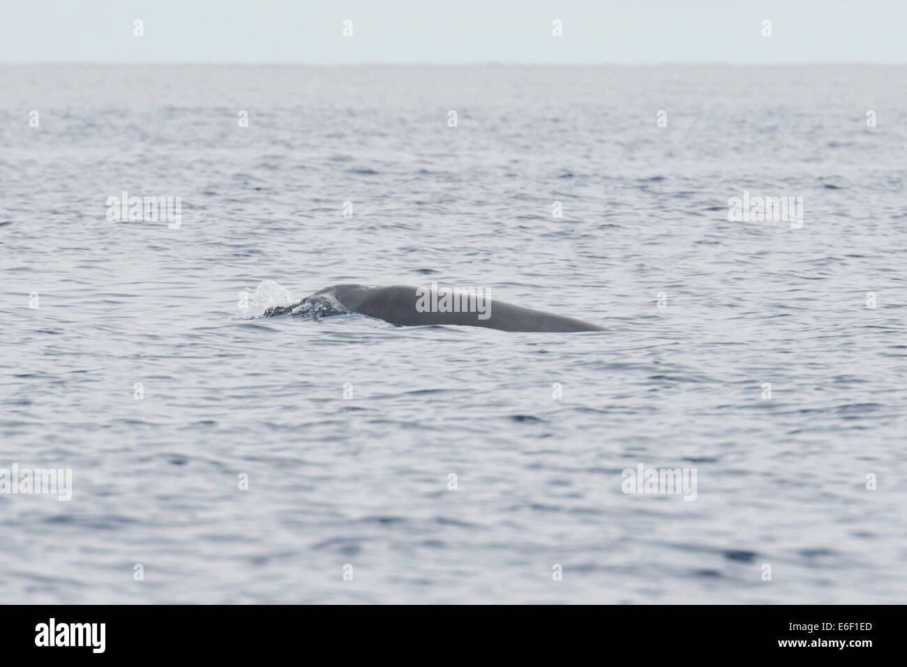 Mesoplodon europaeus -Fotos und -Bildmaterial in hoher Auflösung – Alamy