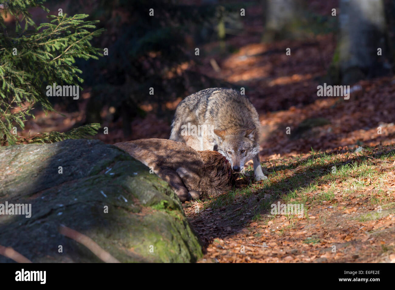 Wolf Essen Stockfotos und -bilder Kaufen - Alamy
