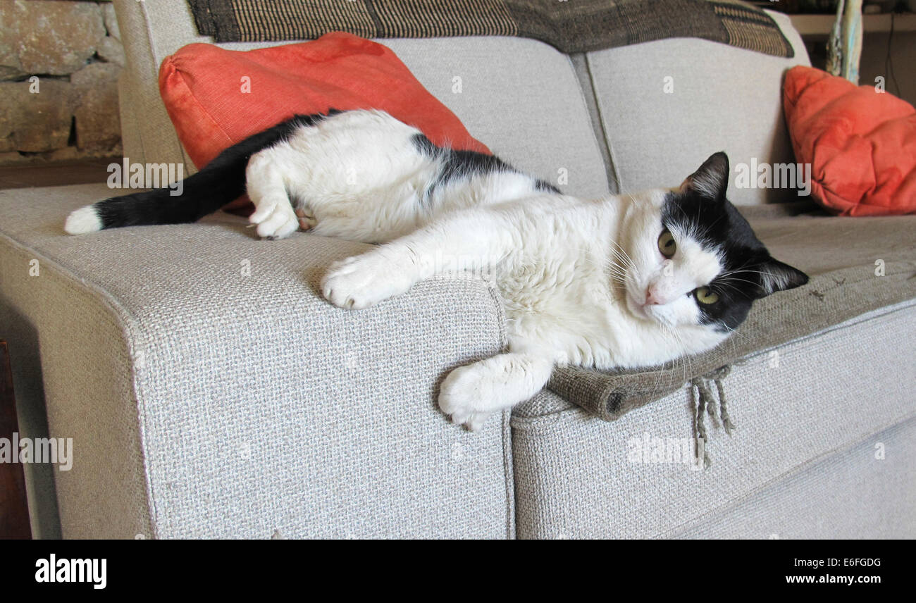 Katze weiss sofa -Fotos und -Bildmaterial in hoher Auflösung – Alamy