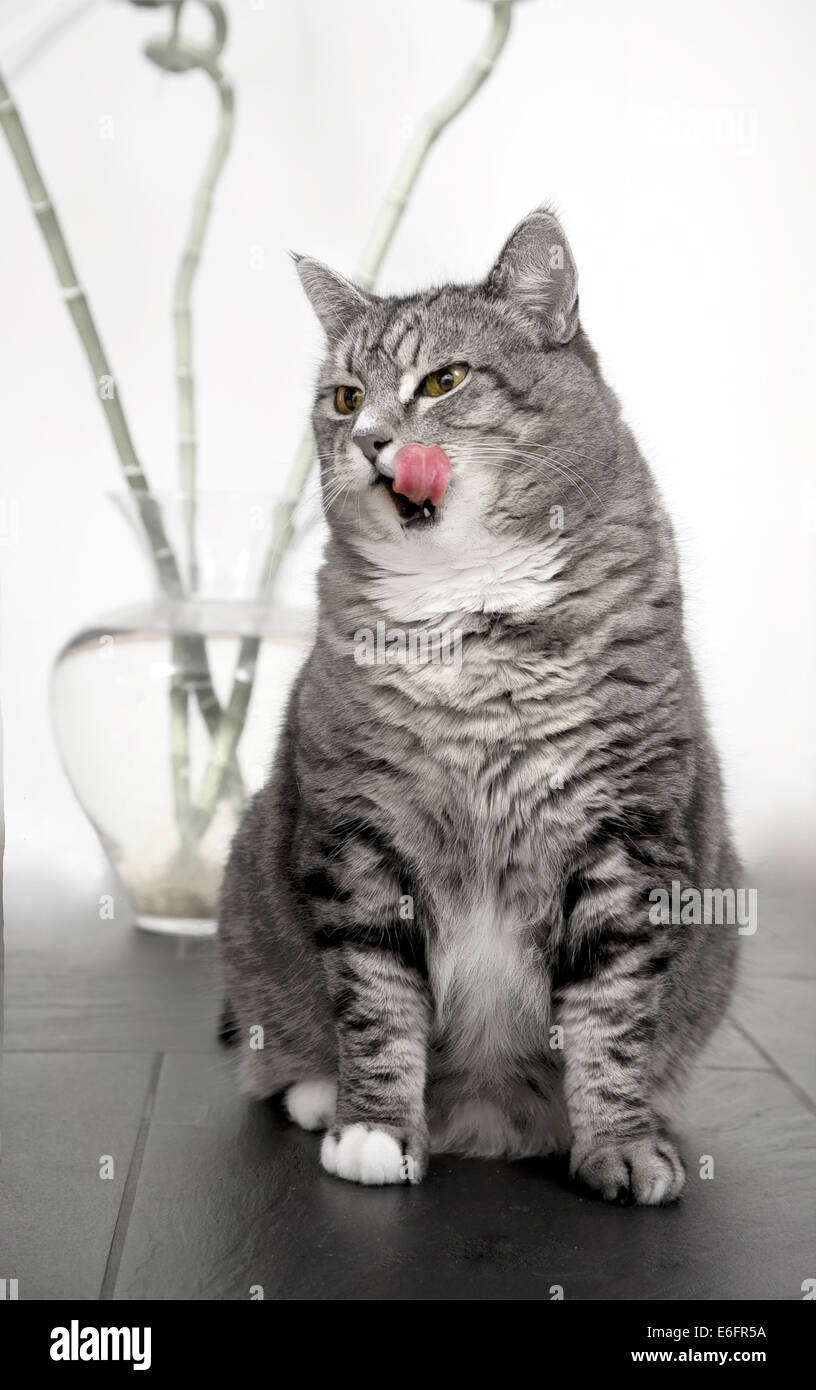 Fette katze -Fotos und -Bildmaterial in hoher Auflösung – Alamy