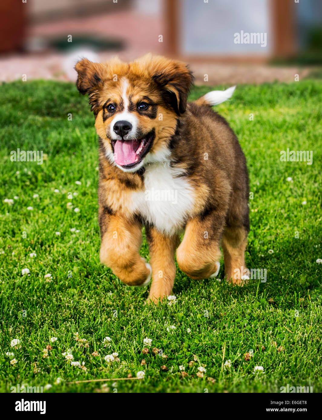 Berner sennenhund mix -Fotos und -Bildmaterial in hoher Auflösung – Alamy