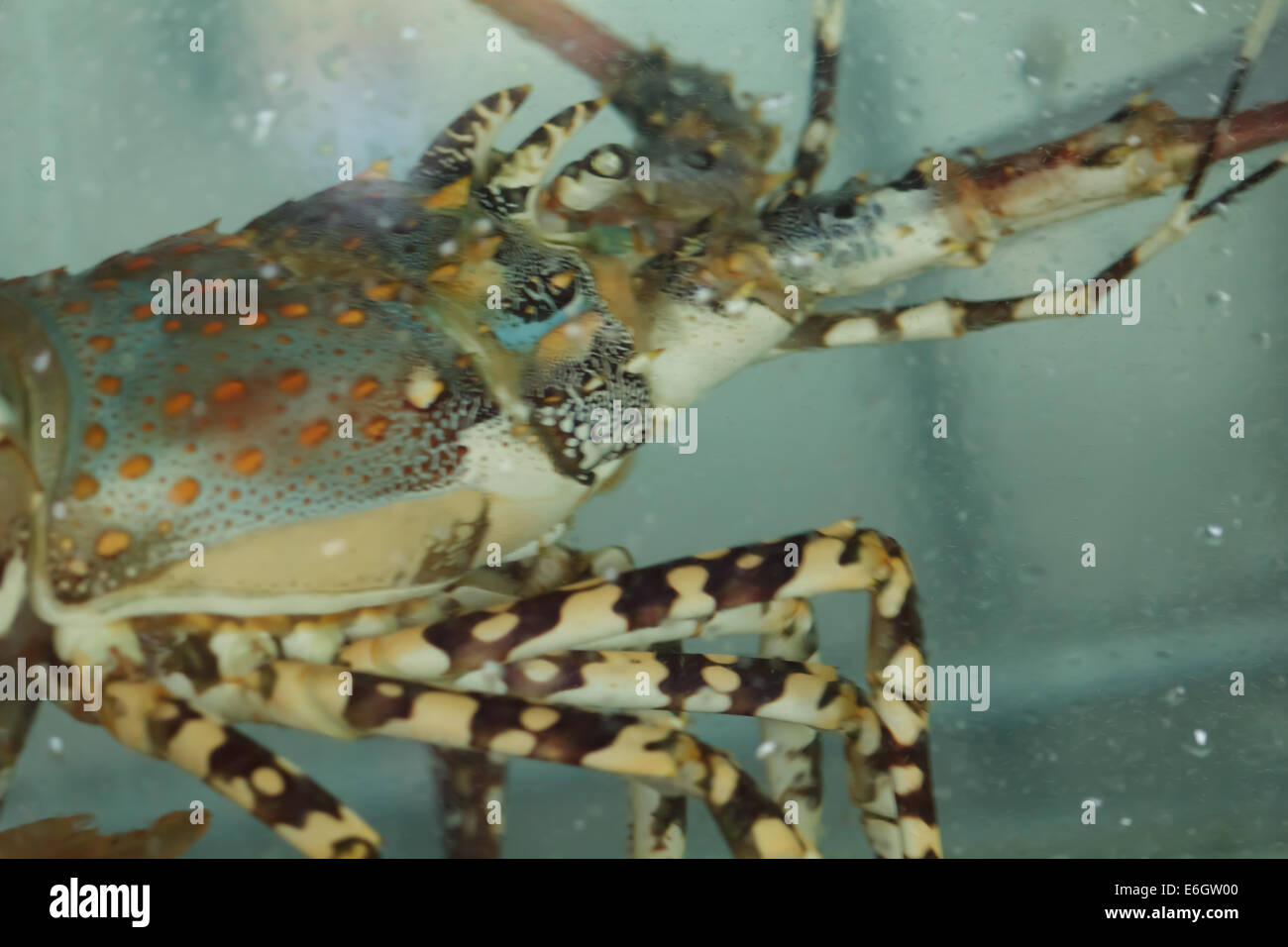 Caribbean spiny lobster underwater marine -Fotos und -Bildmaterial in ...