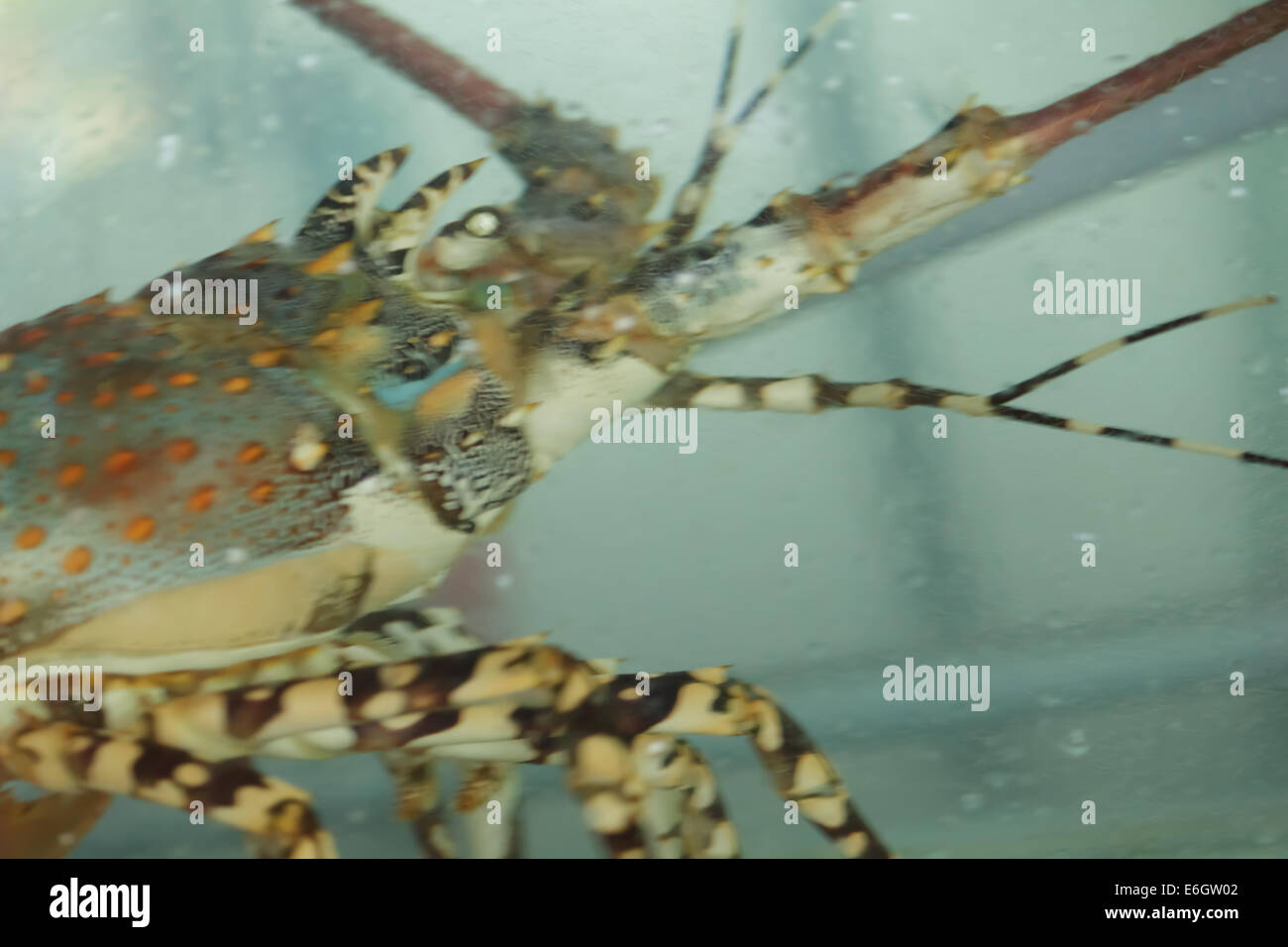 Caribbean spiny lobster underwater marine -Fotos und -Bildmaterial in ...