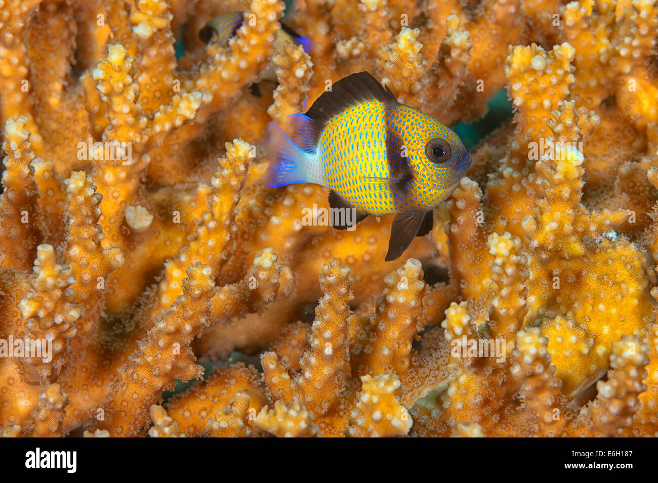 Fische des indischen ozeans -Fotos und -Bildmaterial in hoher Auflösung ...