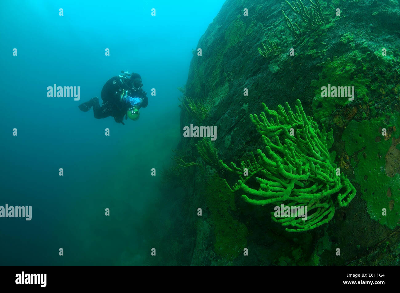Baikalsee schwamm -Fotos und -Bildmaterial in hoher Auflösung – Alamy