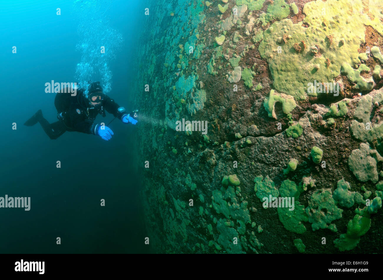 Baikalsee schwamm -Fotos und -Bildmaterial in hoher Auflösung – Alamy
