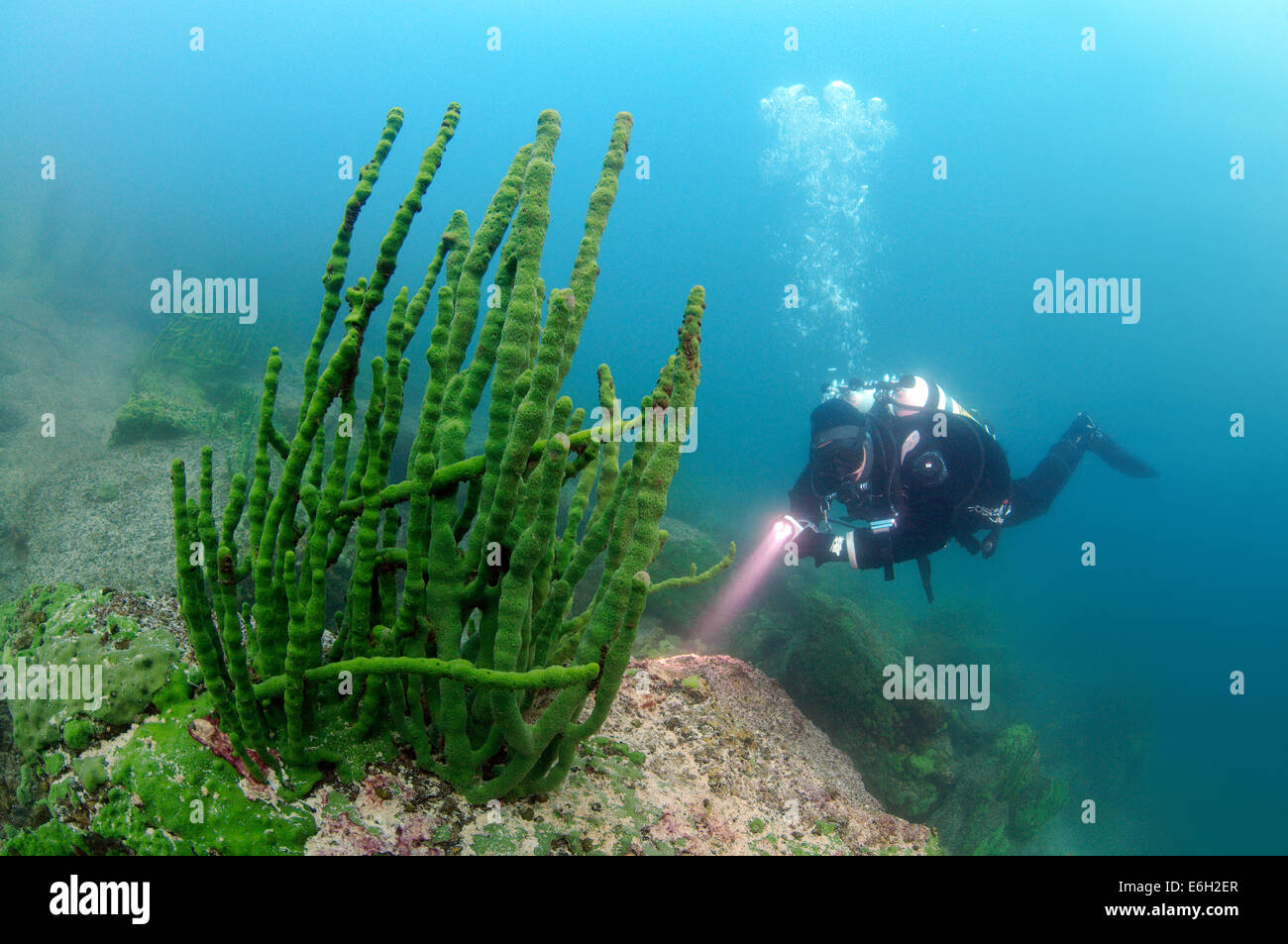 Baikalsee schwamm -Fotos und -Bildmaterial in hoher Auflösung – Alamy