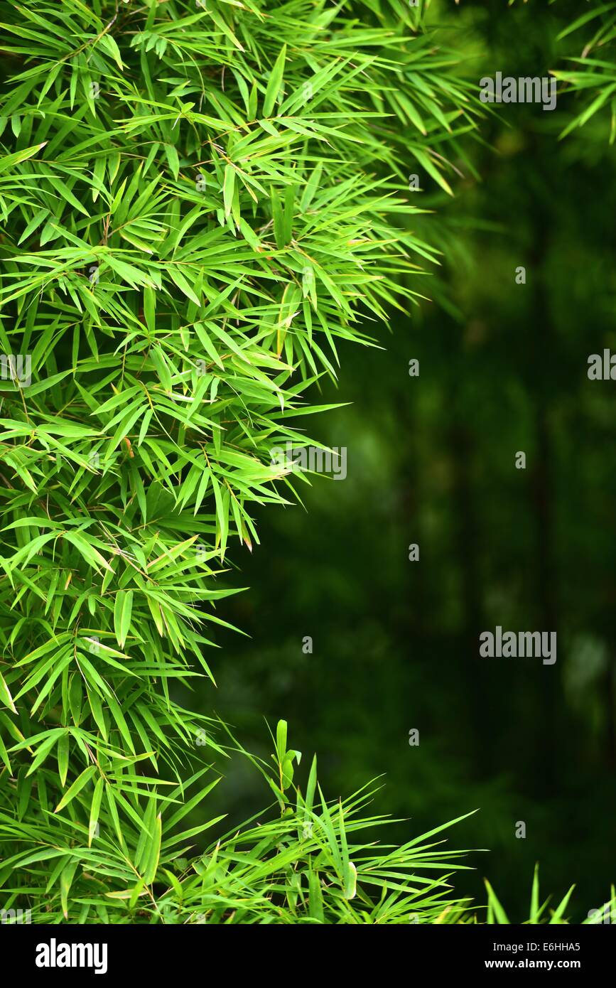 Symbole zweige -Fotos und -Bildmaterial in hoher Auflösung – Alamy