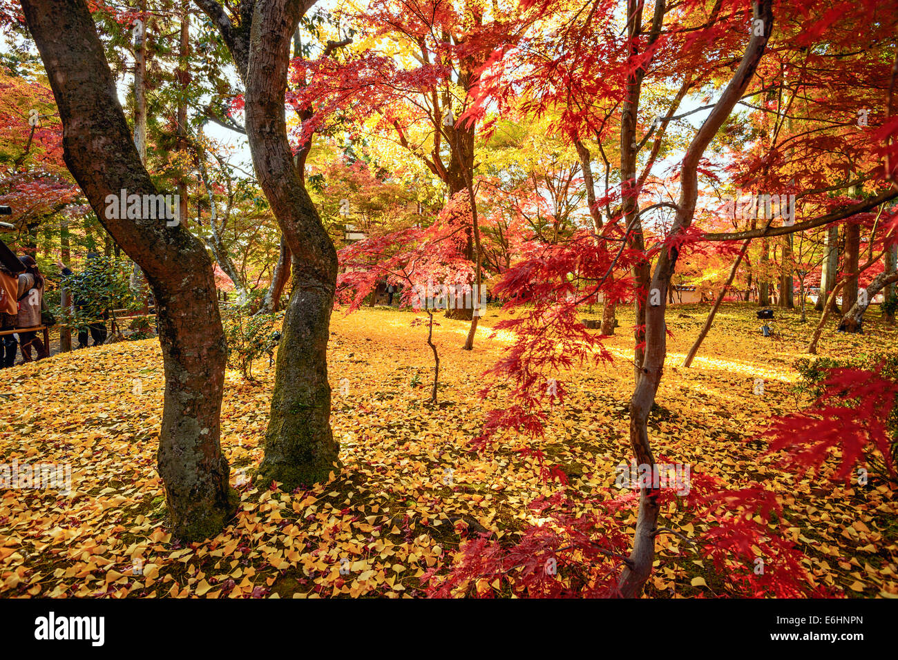 Japanischer Herbstlaub Stockfotos und -bilder Kaufen - Alamy
