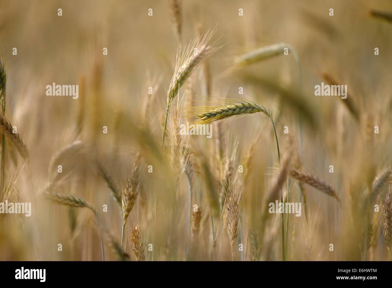 Ackerbau ackerbau anbauen anbauen anbau anbauen anbauen anbauen anbauen anbauen anbauen anbauen ...