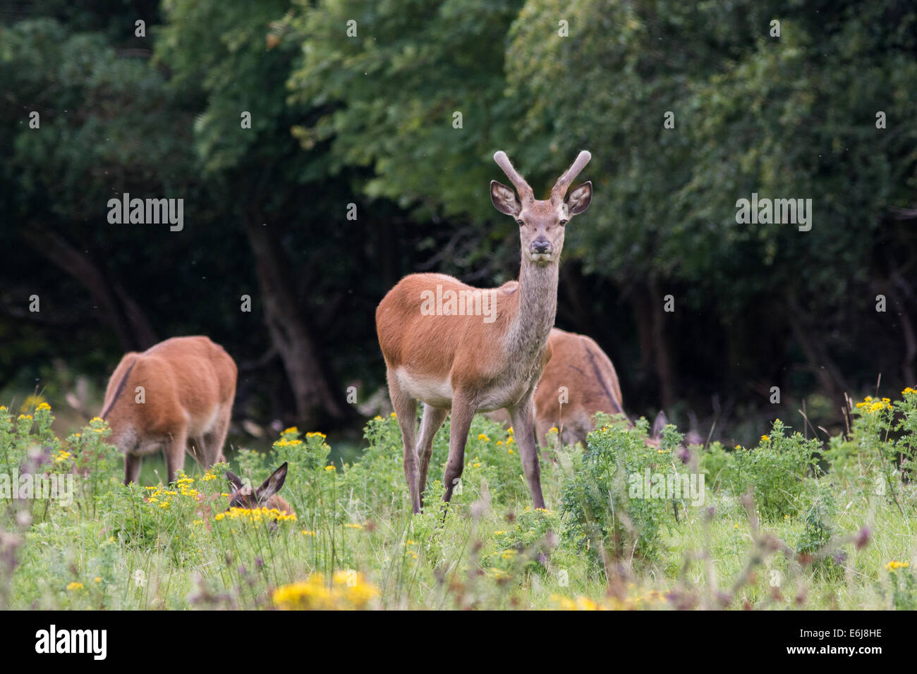 Irish elk -Fotos und -Bildmaterial in hoher Auflösung – Alamy