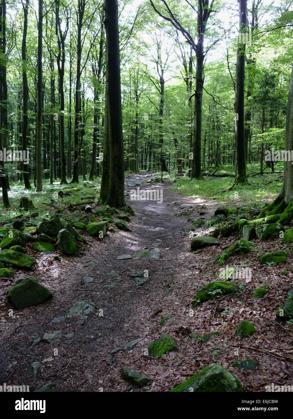 Wald am Schafstein in den Bergen der Rhön in Hessen, Deutschland ...