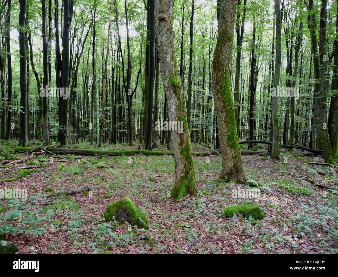 Wald am Schafstein in den Bergen der Rhön in Hessen, Deutschland ...