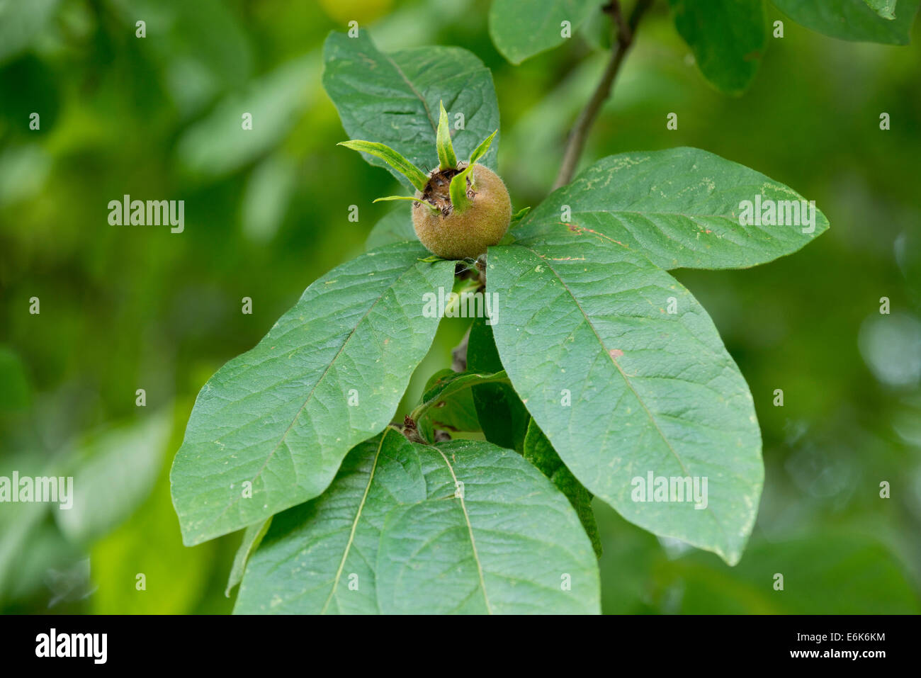 Mispel mespilus germanica -Fotos und -Bildmaterial in hoher Auflösung ...