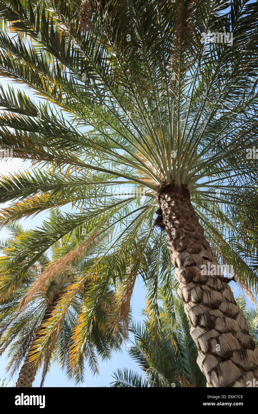 Date palm phoenix dactylifera -Fotos und -Bildmaterial in hoher Auflösung – Alamy