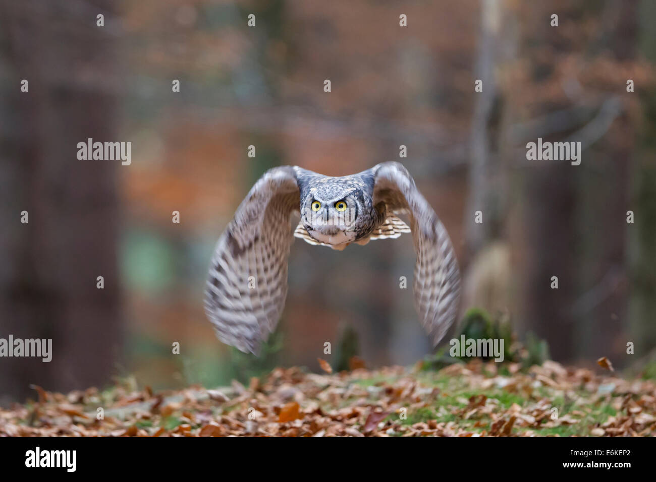 Bubo Virginianus große gehörnte Eule Virginia Uhu Stockfotografie - Alamy