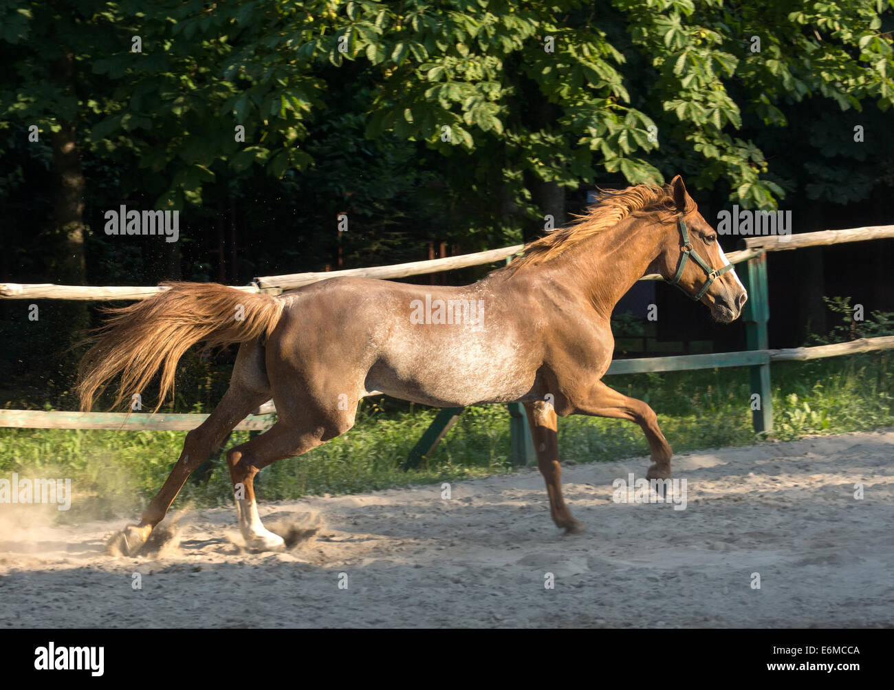 Braun pferd galopp -Fotos und -Bildmaterial in hoher Auflösung – Alamy