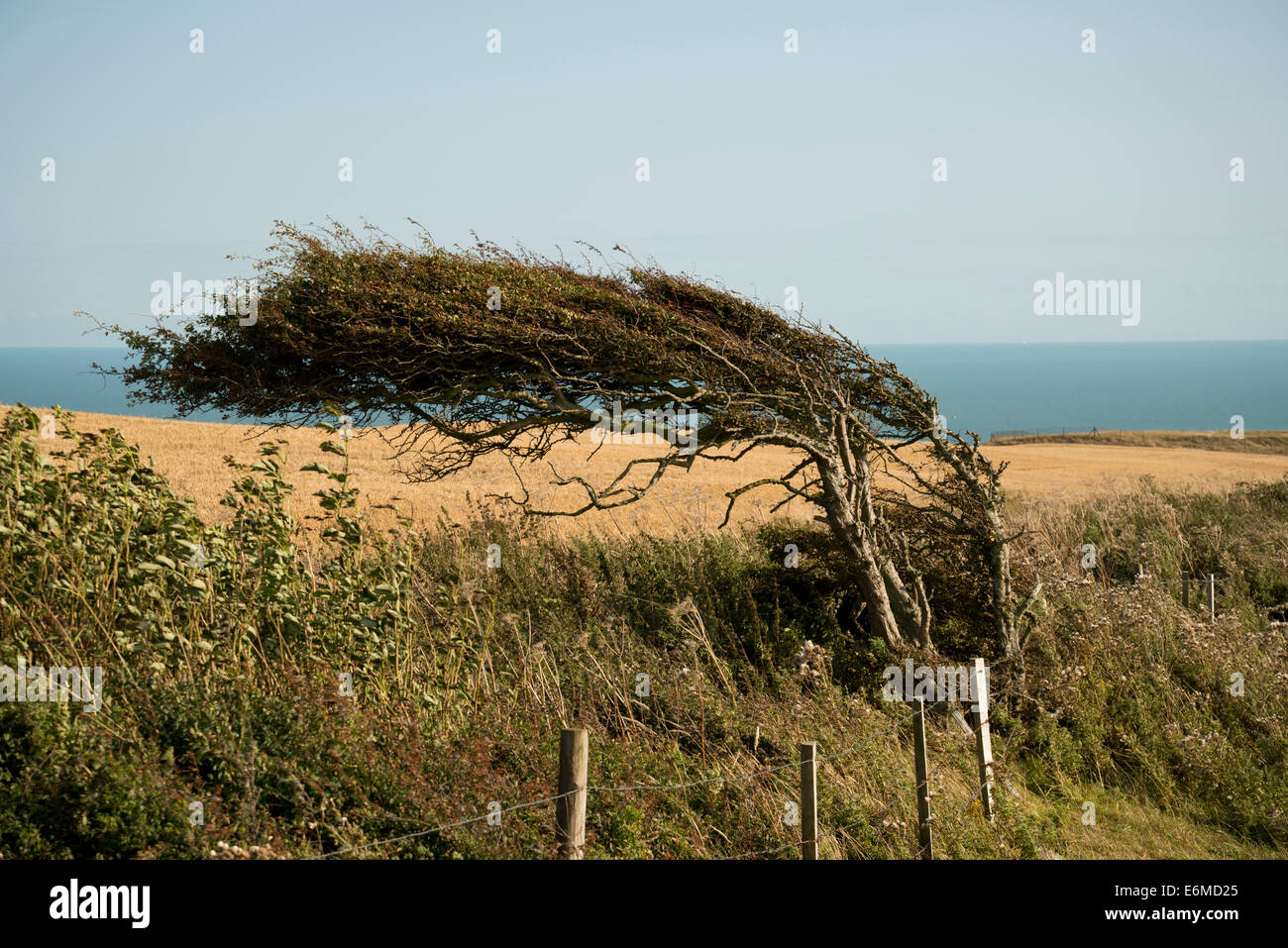 Windgepeitschten baum durch den vorherrschenden wind geformt -Fotos und ...