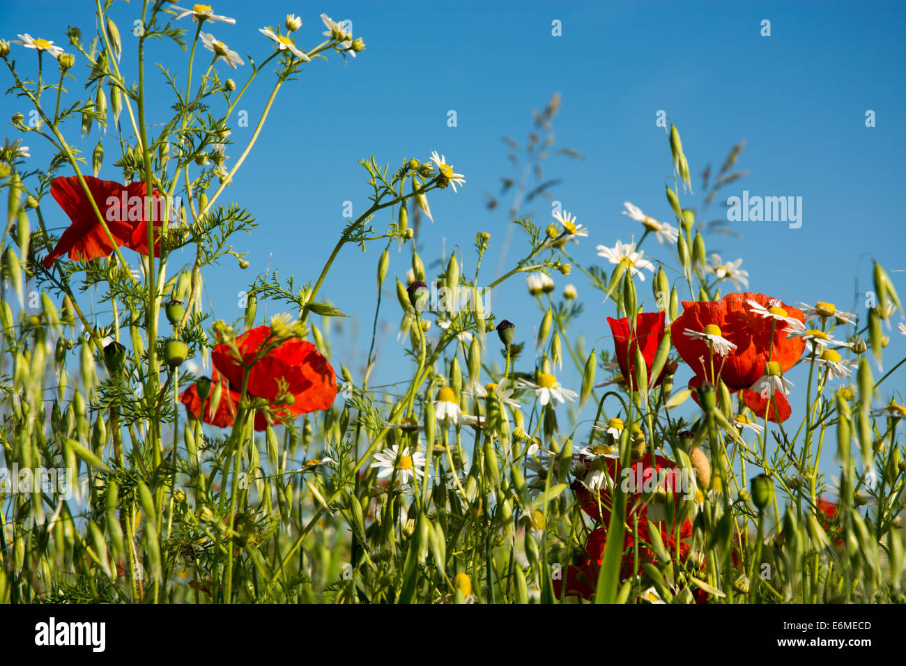 Rote wilde blumen -Fotos und -Bildmaterial in hoher Auflösung – Alamy