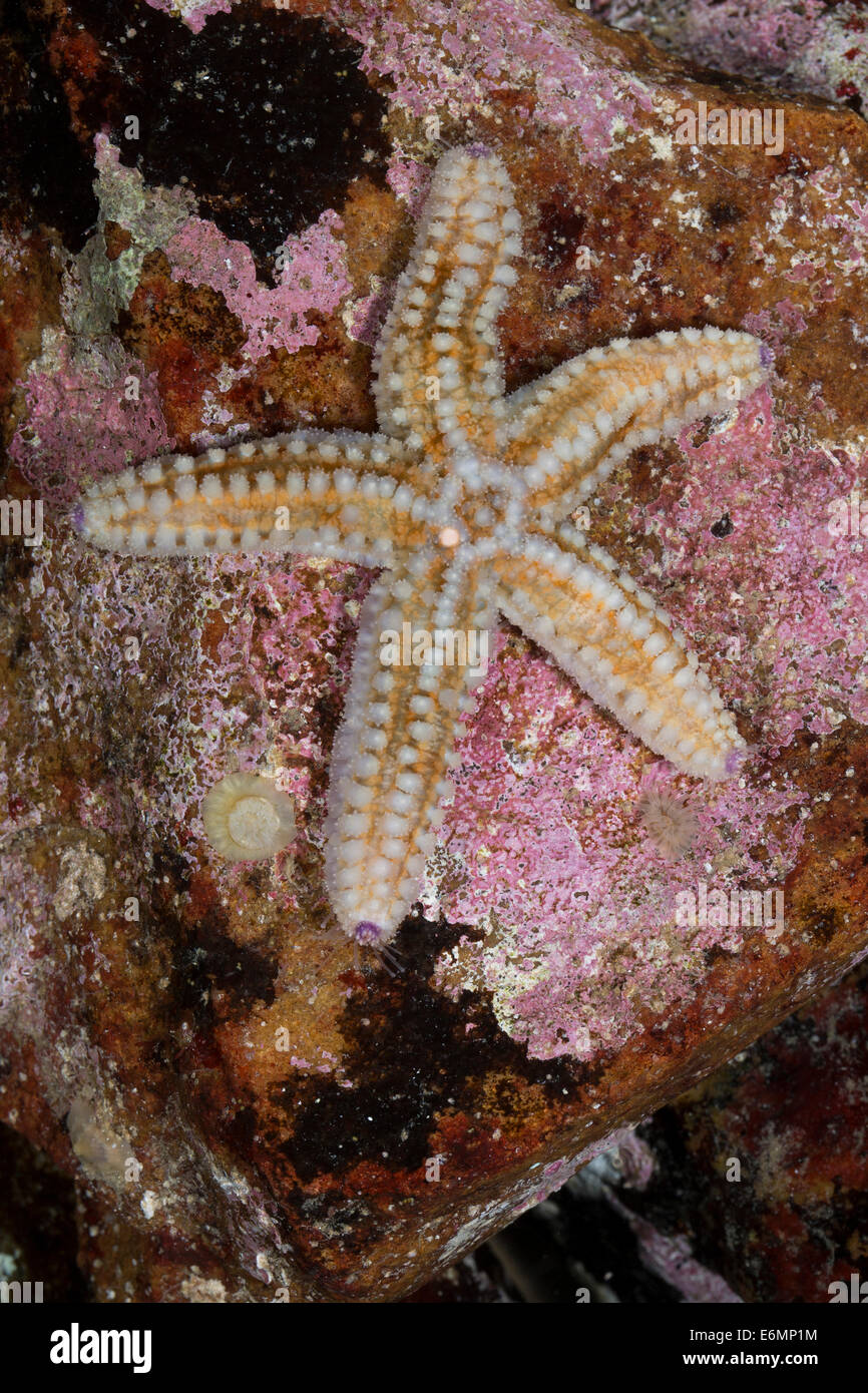 Stacheligen Seesterne, stacheligen Seestern, Eisstern, Eisseestern, Eis ...