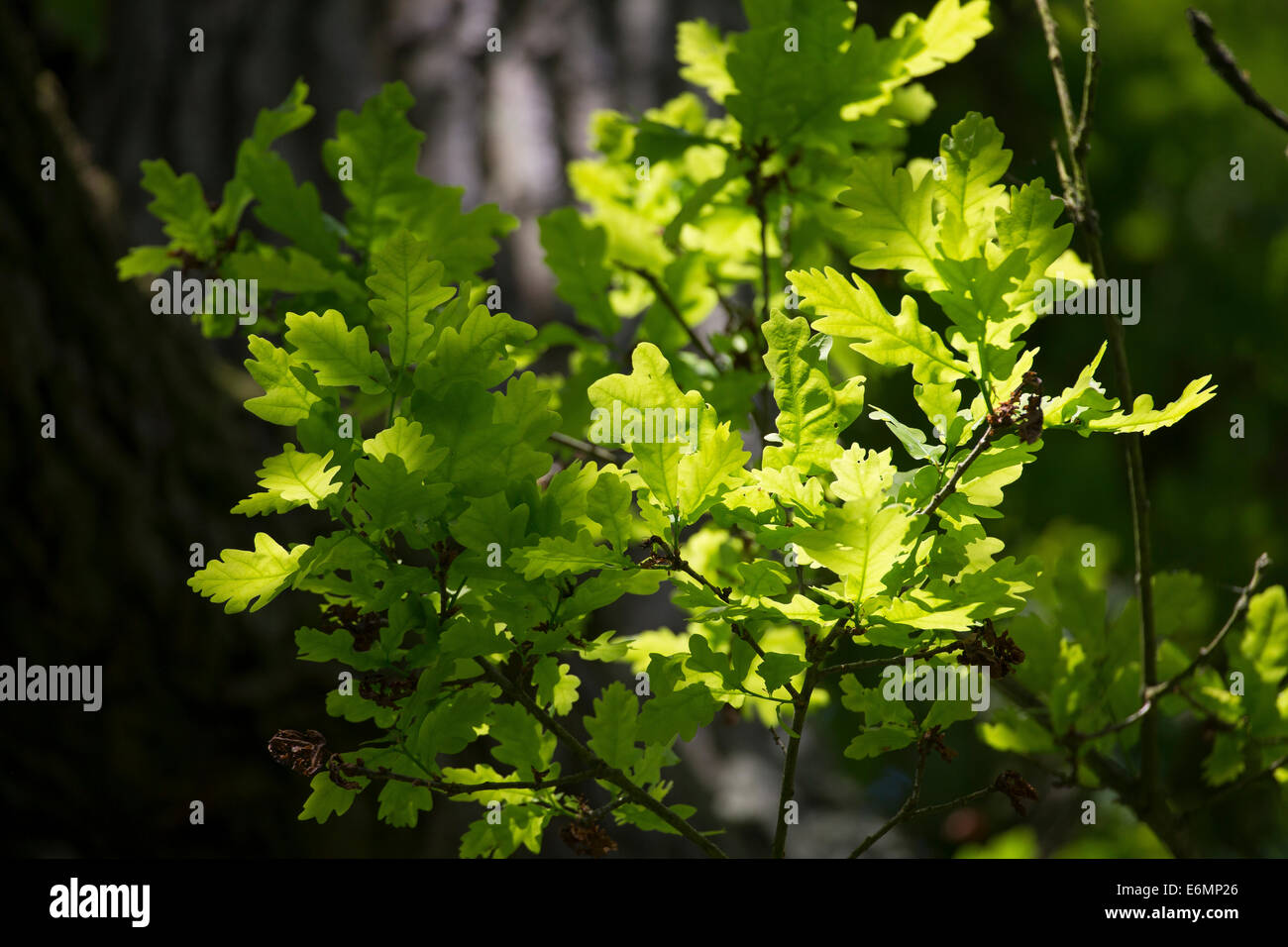 Englischer Eiche, Eichen, Blatt, Blätter, Eichenlaub, Eichenblatt ...