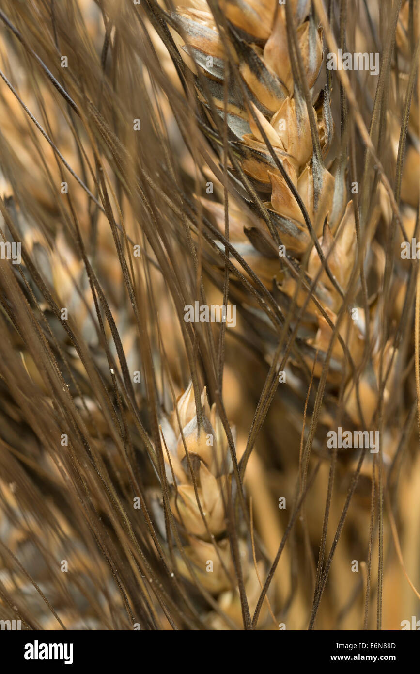 Kara bugday Stockfotos und -bilder Kaufen - Alamy