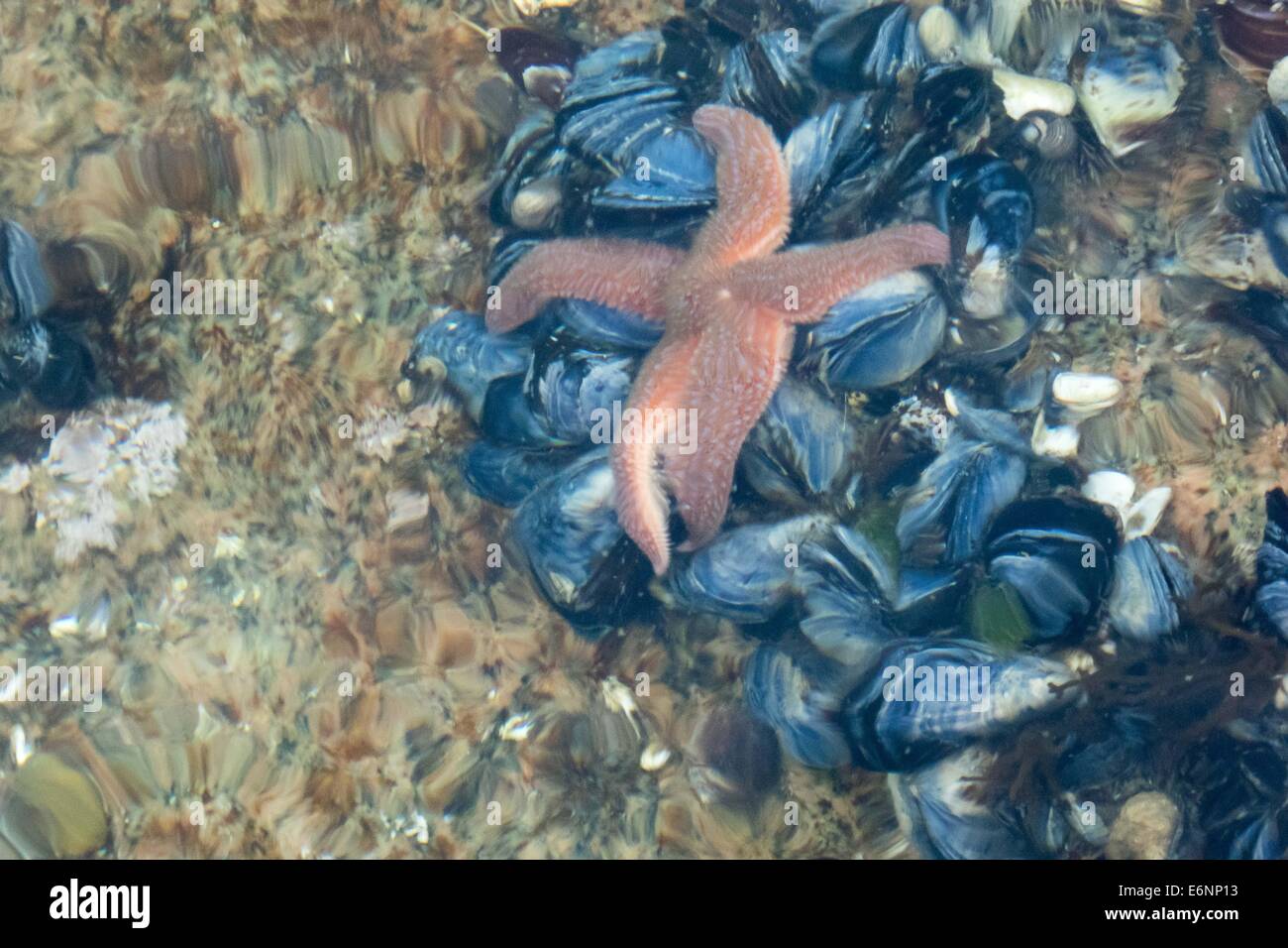 Seestern auf Miesmuscheln, Asteria Rubens, Mytilus edulis ...