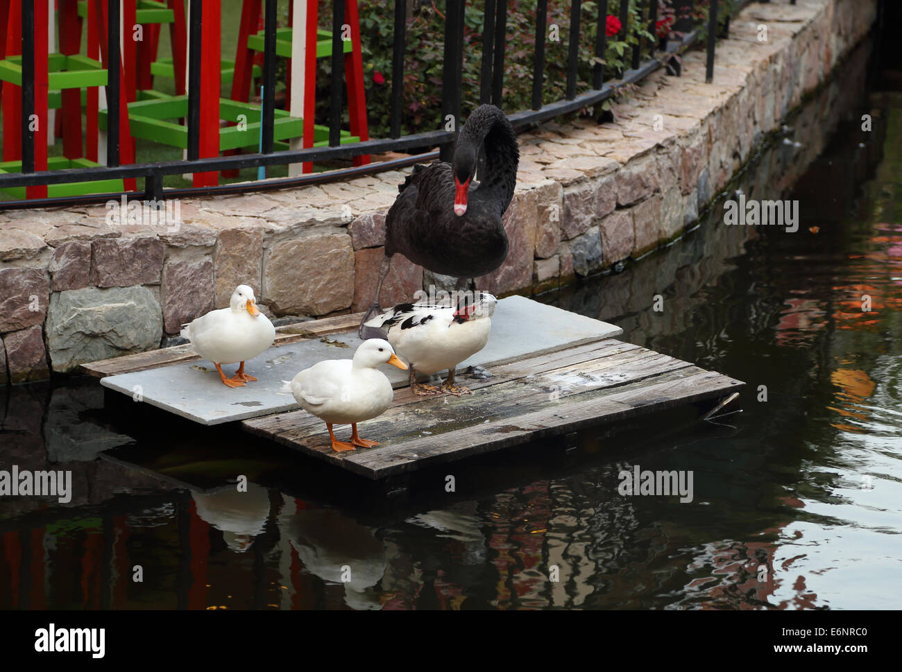 Rote schwangruppe -Fotos und -Bildmaterial in hoher Auflösung – Alamy