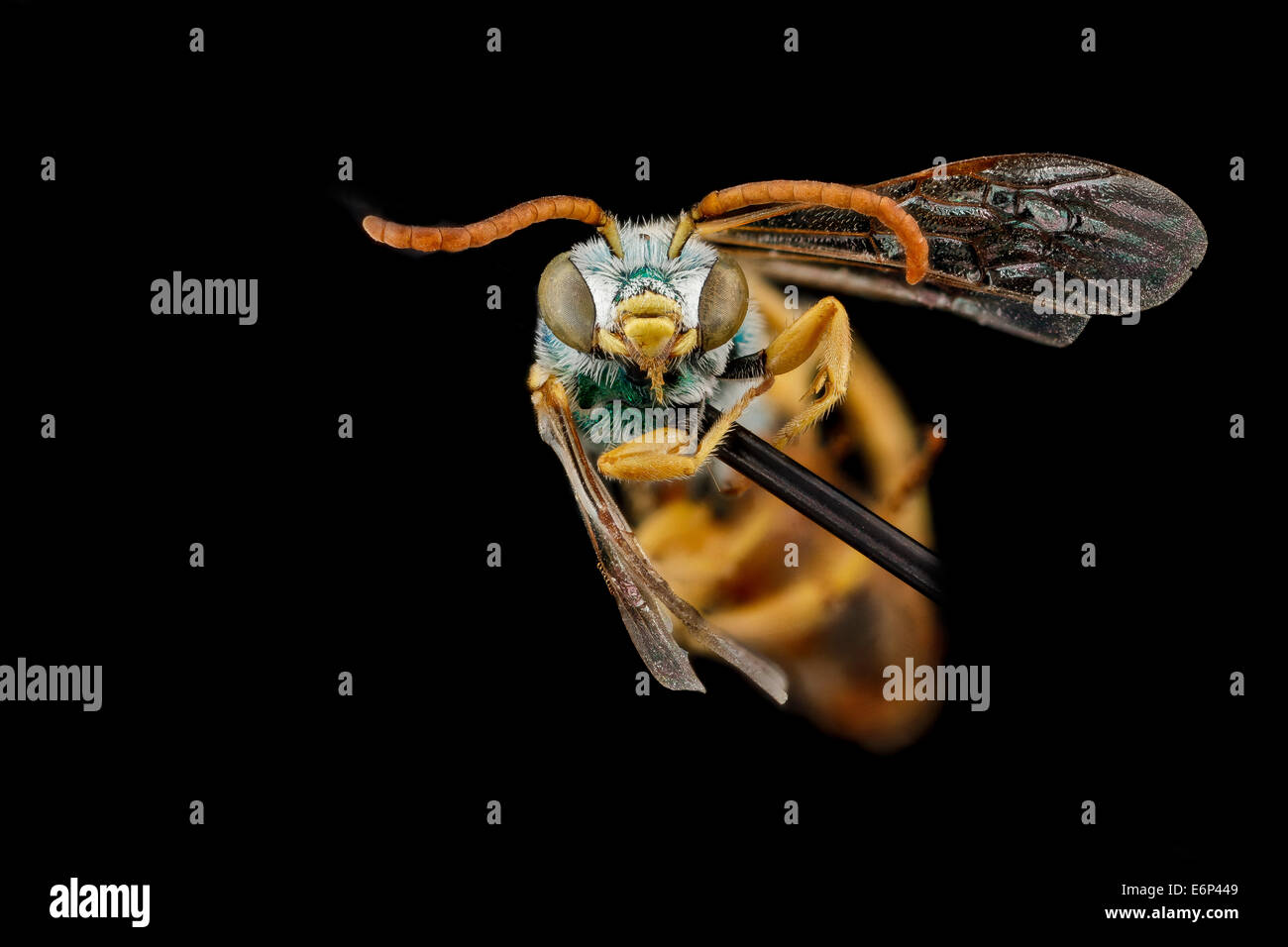 Binomial agapostemon angelicus -Fotos und -Bildmaterial in hoher ...