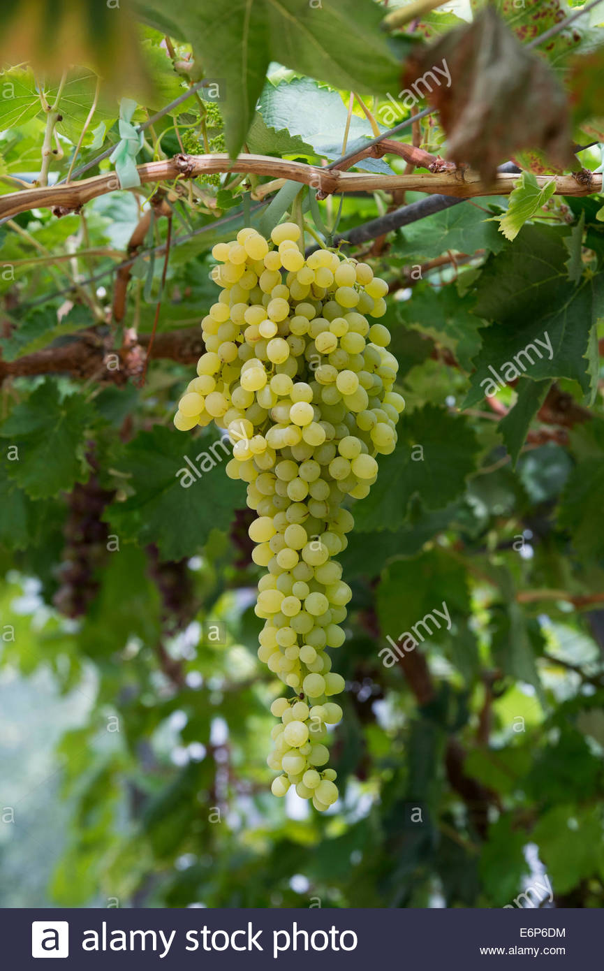 Grape Vitis Vinifera Stockfotos & Grape Vitis Vinifera Bilder - Alamy