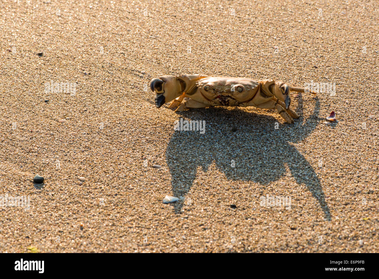 Krebs strand -Fotos und -Bildmaterial in hoher Auflösung – Alamy
