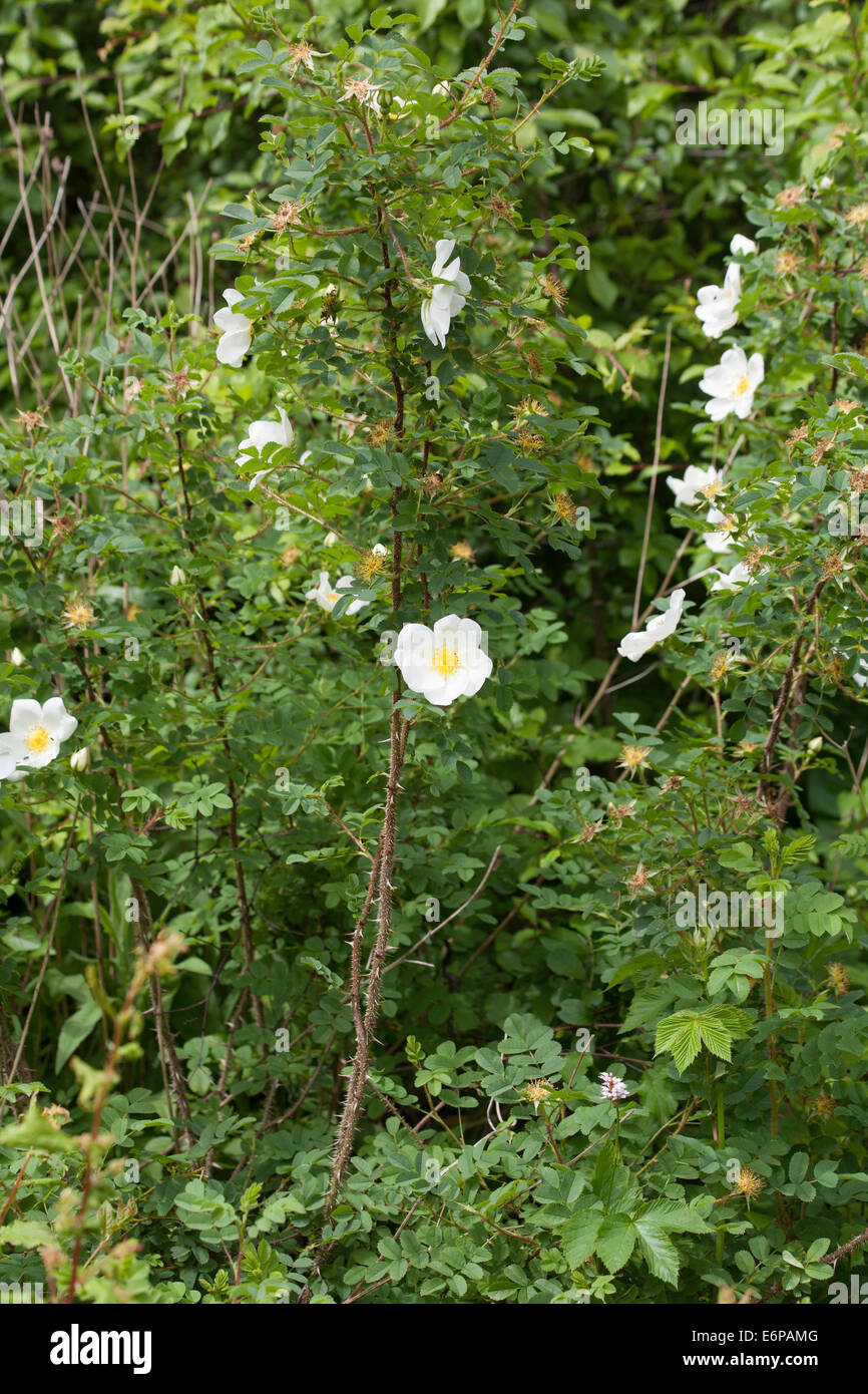 Field Rose Stockfotos und -bilder Kaufen - Alamy
