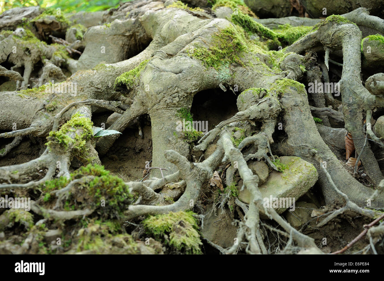 Forest ground root old tree -Fotos und -Bildmaterial in hoher Auflösung ...