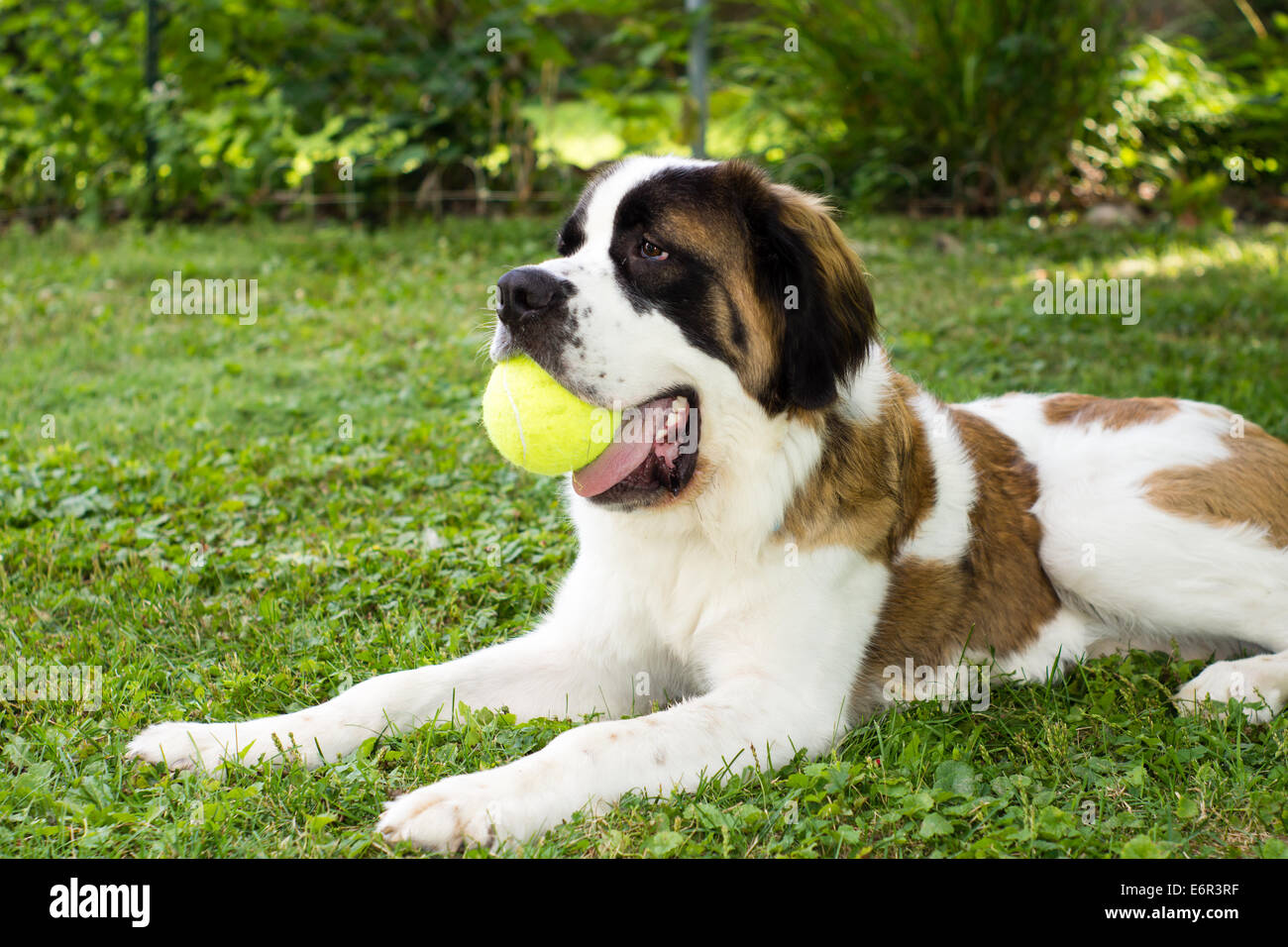 Bernhard Sommer Stockfotos und -bilder Kaufen - Alamy