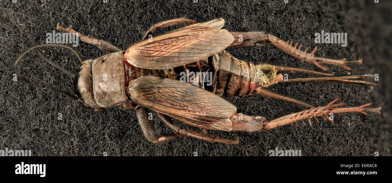 Dieses Bild zeigt eine Feldgrille der Gryllus-Art, wahrscheinlich ...
