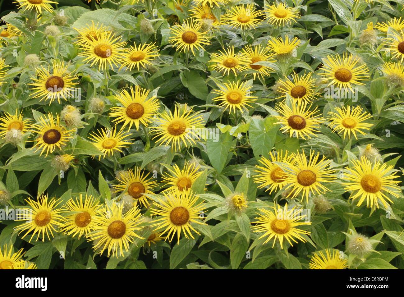 Inula hookeri asteraceae dieses zottige mitglied der familie daisy ...