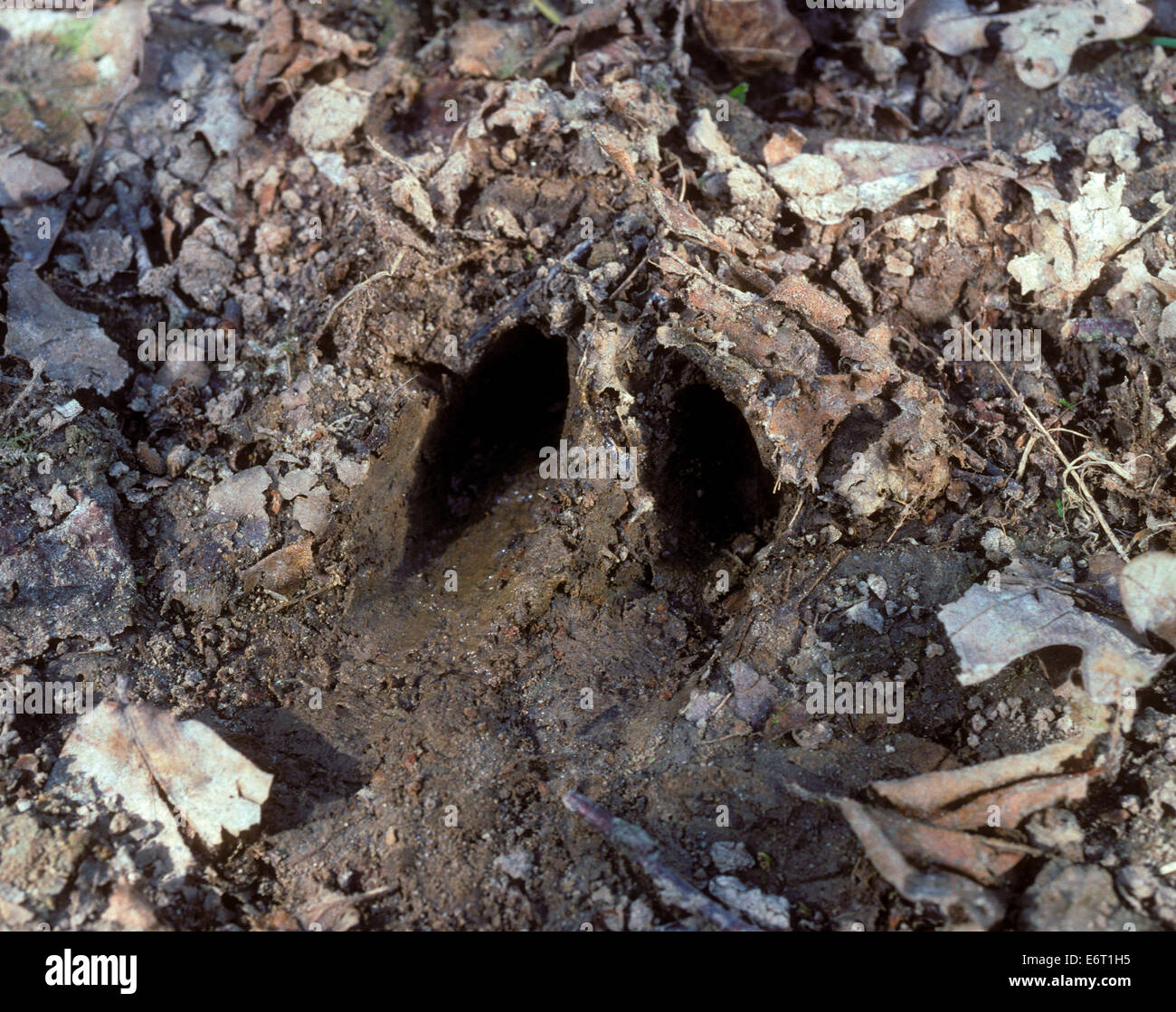 Footprints deer -Fotos und -Bildmaterial in hoher Auflösung – Alamy