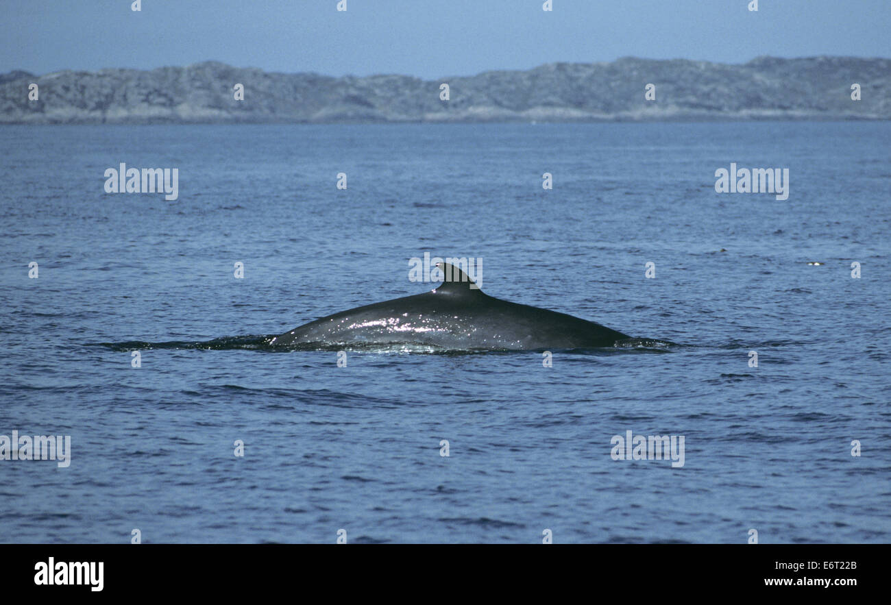 Zwergwal balaenoptera acutorostrata -Fotos und -Bildmaterial in hoher ...