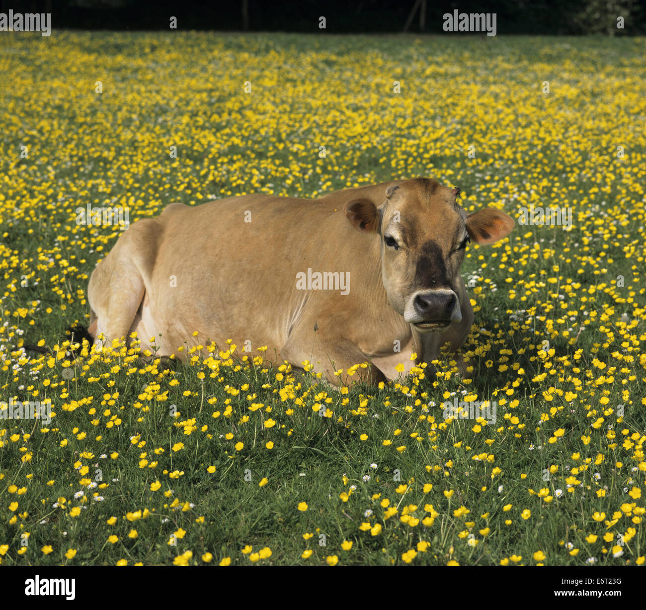 Jersey Cow Stockfotos & Jersey Cow Bilder - Alamy