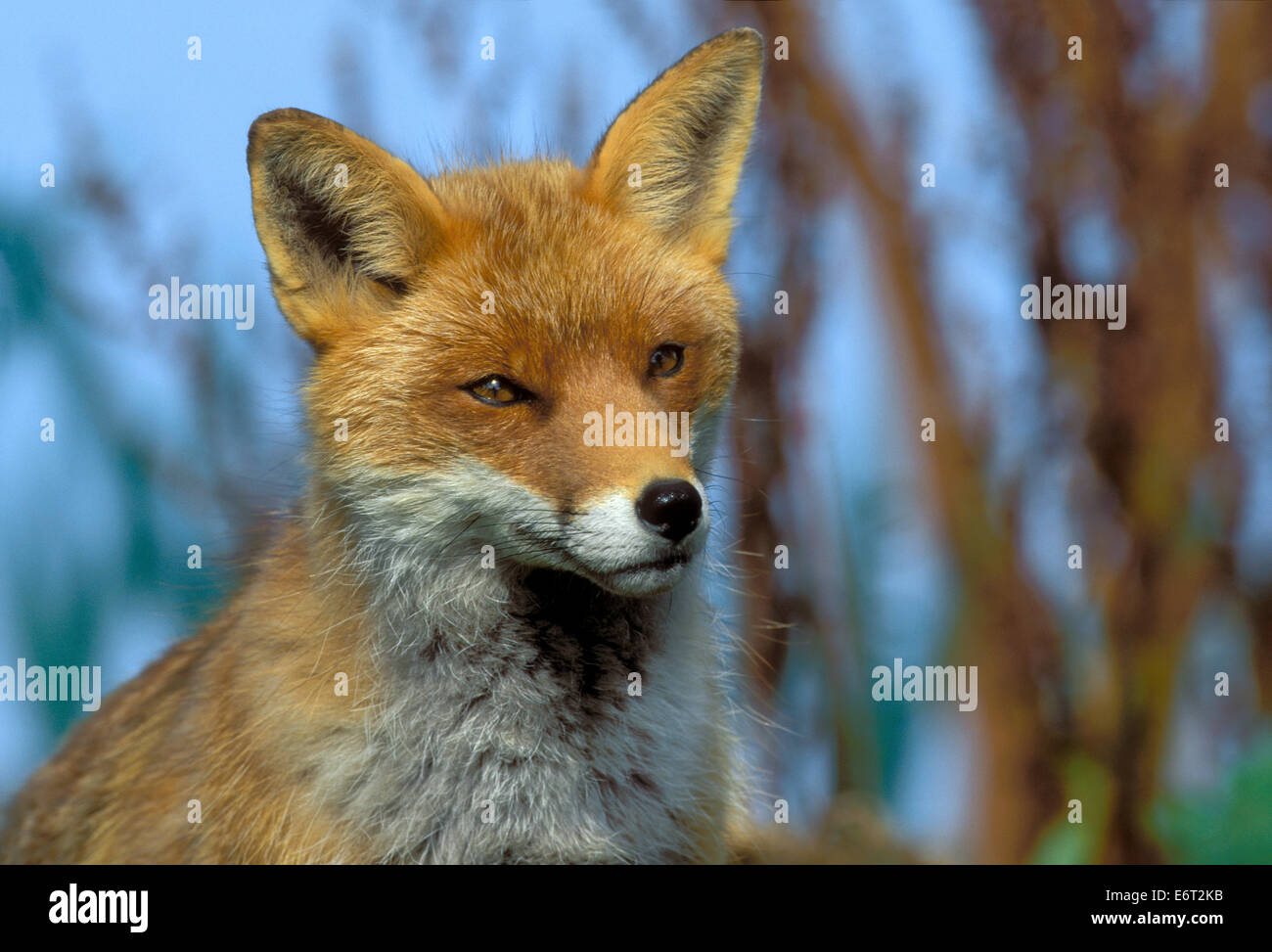 Common fox -Fotos und -Bildmaterial in hoher Auflösung – Alamy