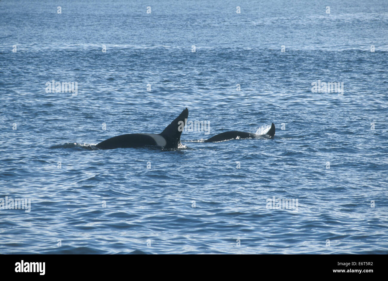 Schwertwal - Orcinus orca Stockfotografie - Alamy