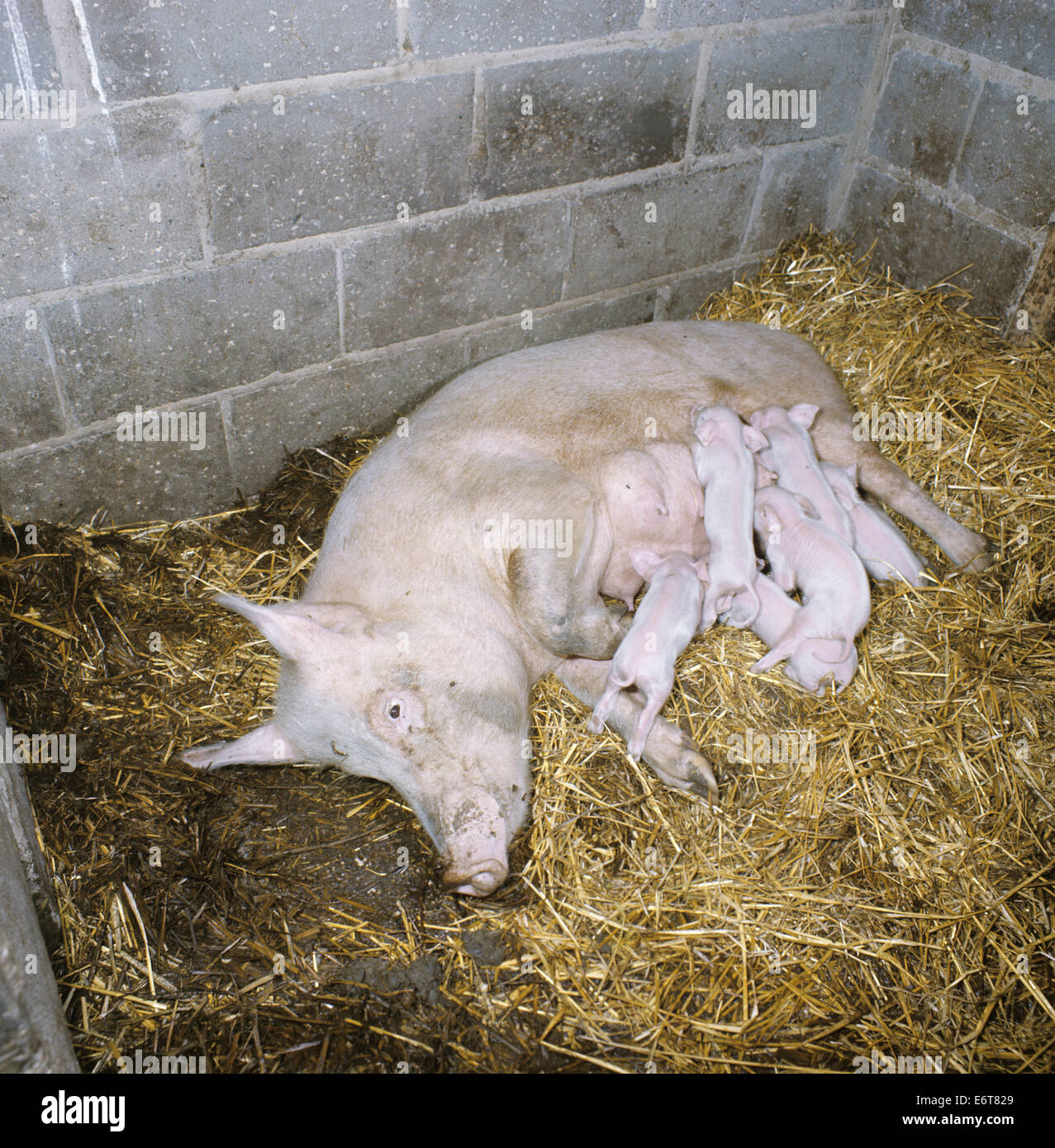 Suckle Pig Stockfotos und -bilder Kaufen - Alamy