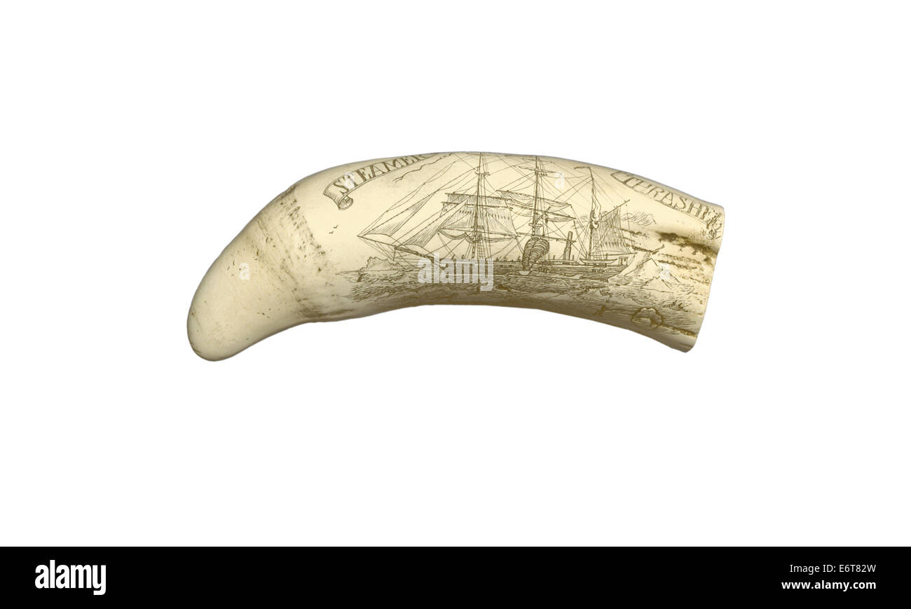 Scrimshaw - Pottwal Zahn. Pottwal - Physeter macrocephalus ...