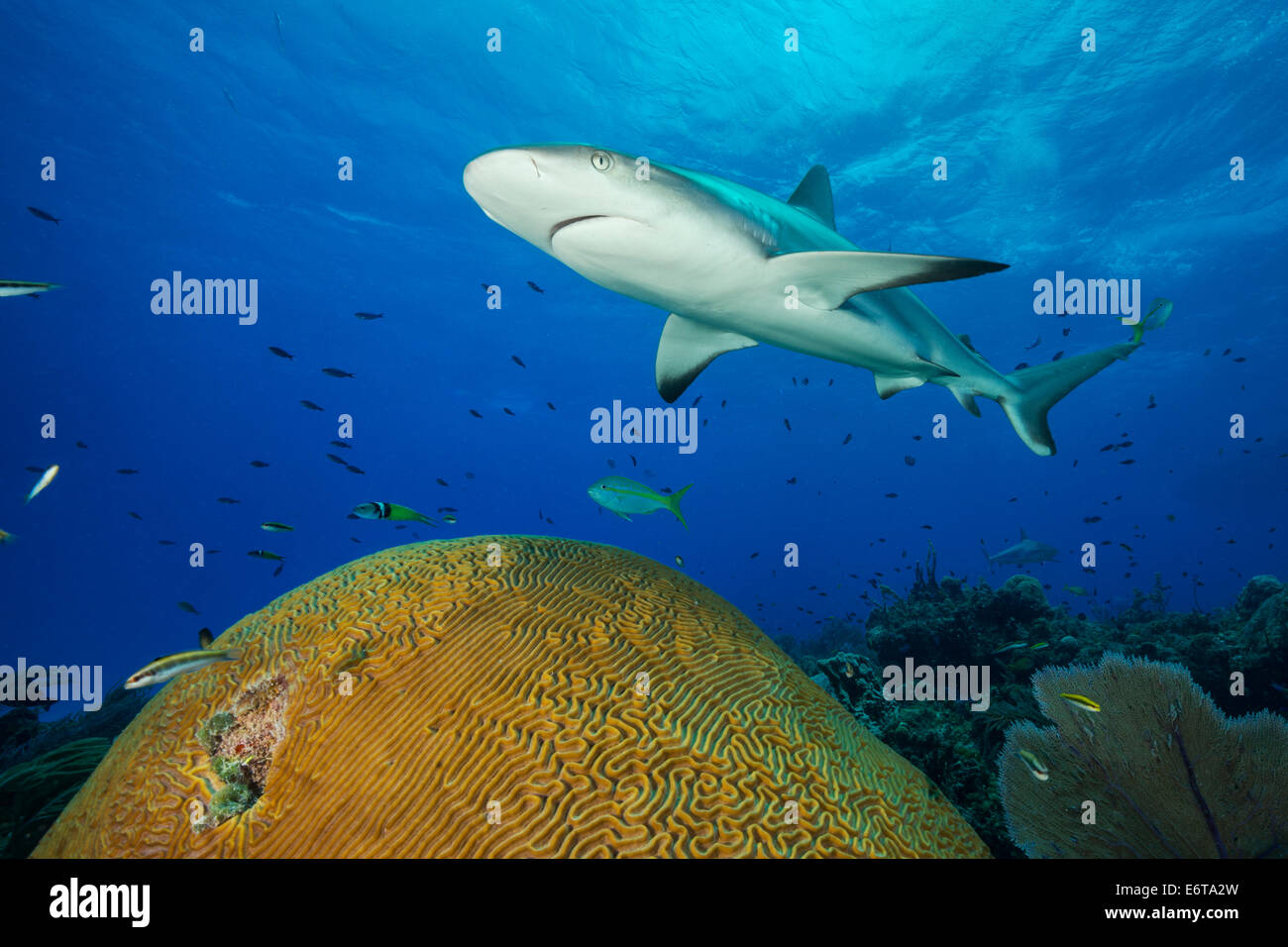 Karibische Riffhaie, Carcharhinus Perezi, Karibik, Bahamas ...