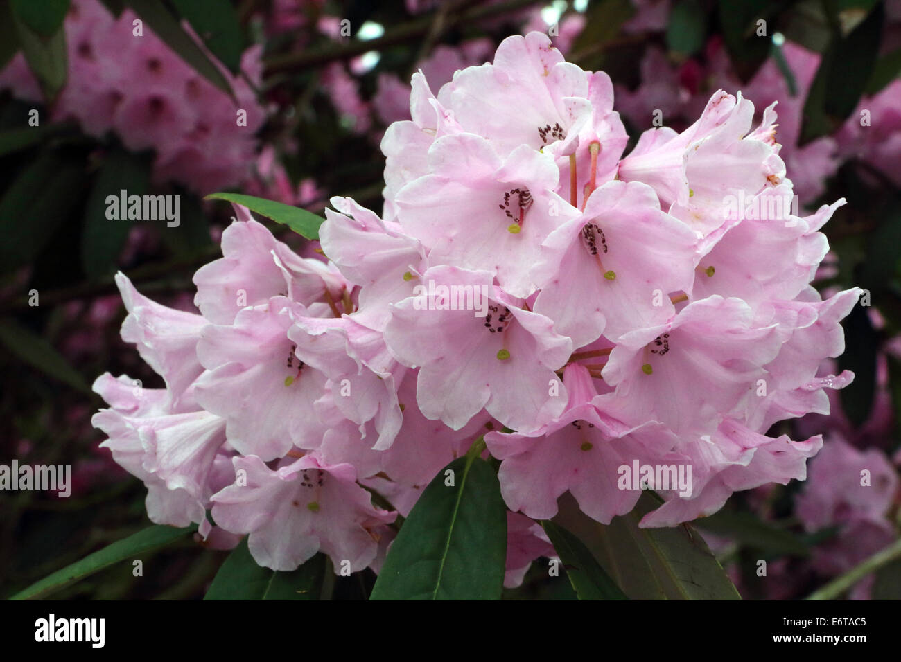 Rhododendron Argyrophyllum rosa Stockfotografie - Alamy