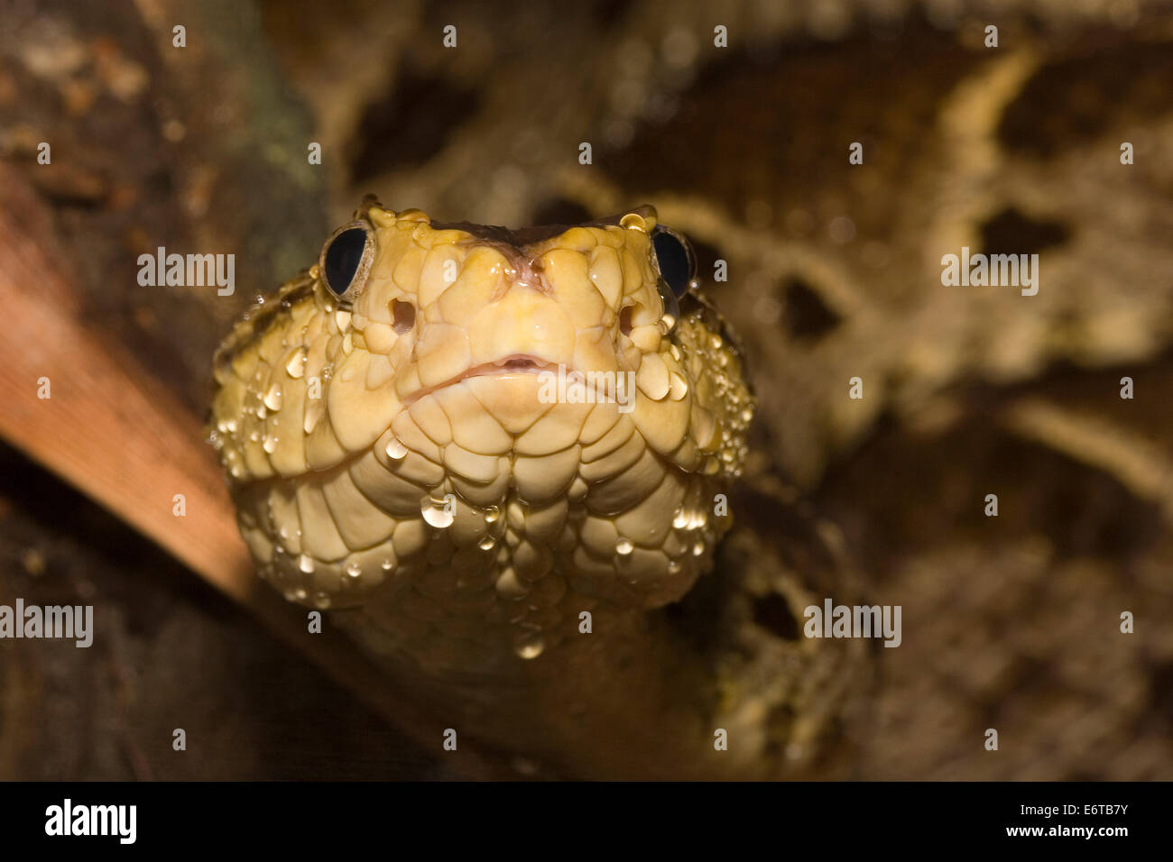 Pit viper bothrops asper -Fotos und -Bildmaterial in hoher Auflösung ...