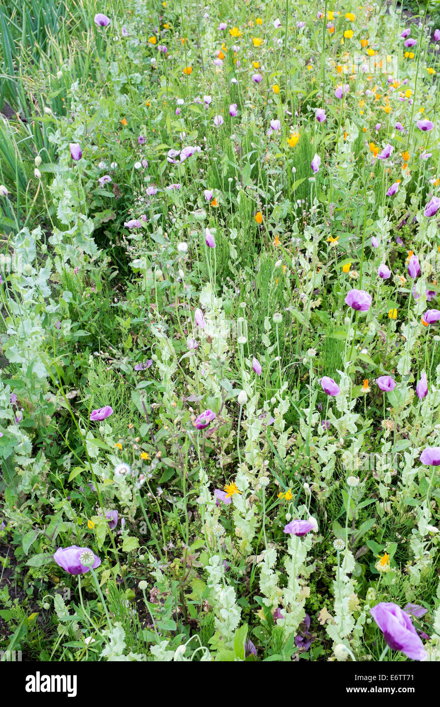 Lila mohnblumen -Fotos und -Bildmaterial in hoher Auflösung – Alamy