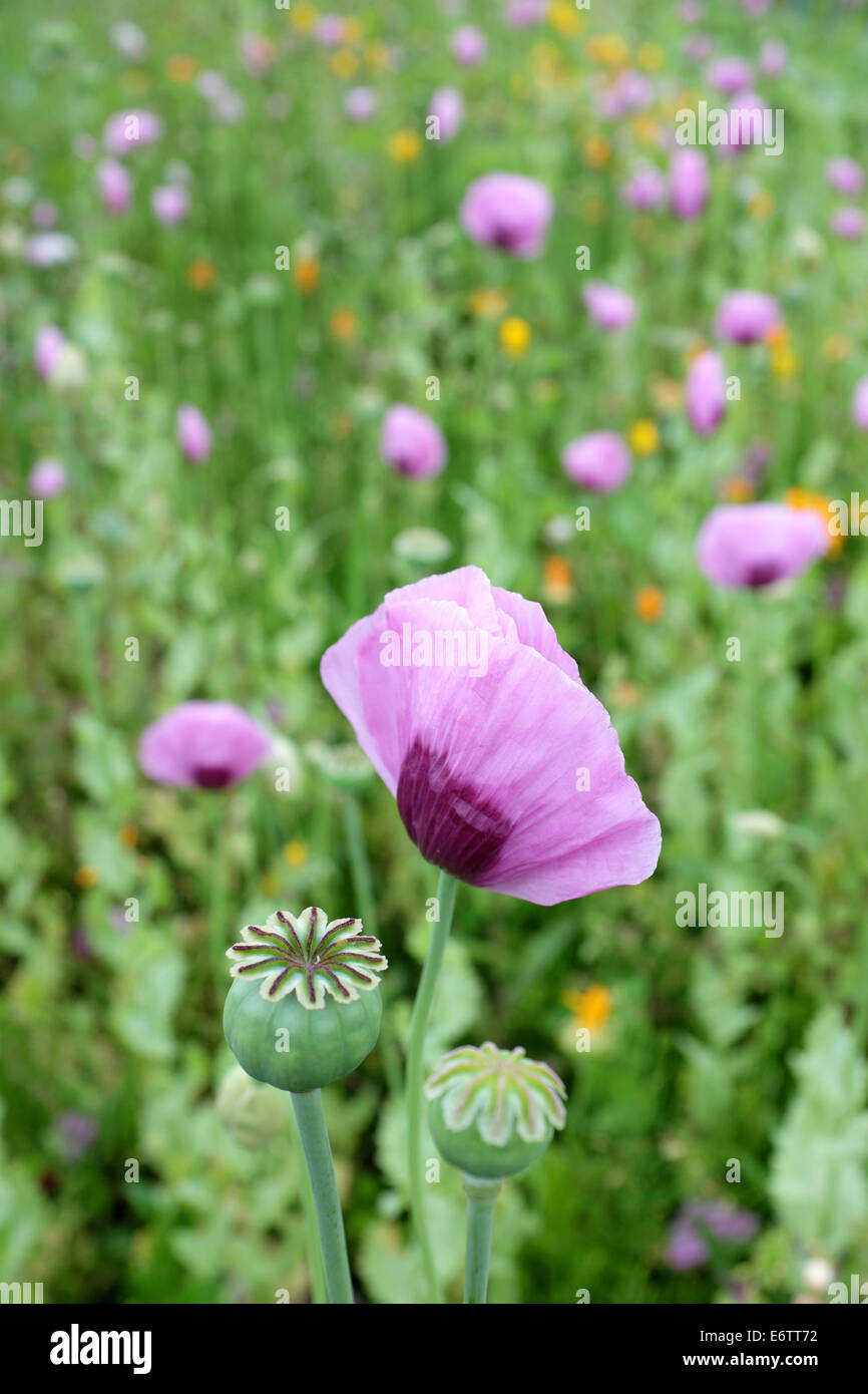 Mohnblumen lila -Fotos und -Bildmaterial in hoher Auflösung – Alamy